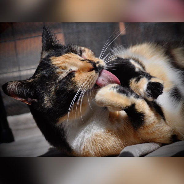 Have You Wondered Why Your Cat’s Tongue Is Scratchy?