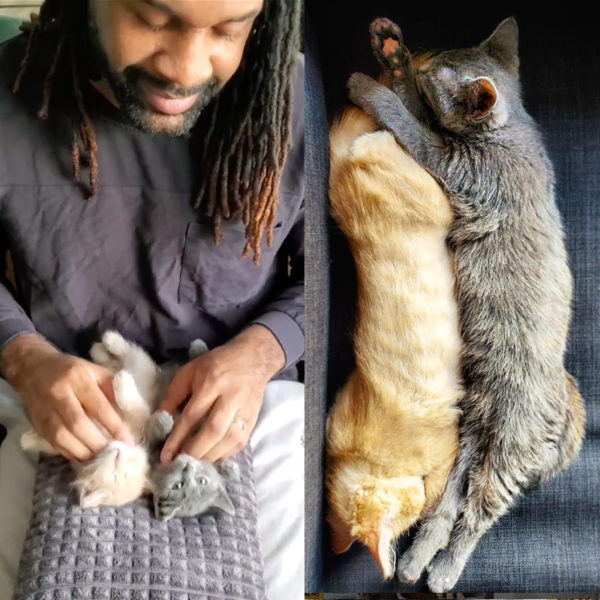 Ash and Ember Grow Up So Fast in Foster Care with Abdul's Cats