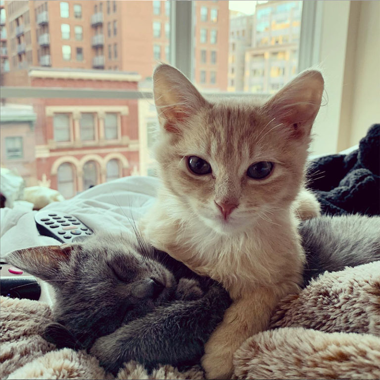 Ash and Ember Grow Up So Fast in Foster Care with Abdul's Cats