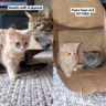 Ash and Ember Grow Up So Fast in Foster Care with Abdul's Cats
