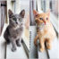 Ash and Ember Grow Up So Fast in Foster Care with Abdul's Cats