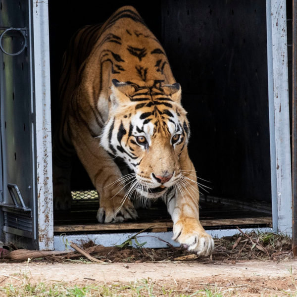 Tigers Trapped In Train Carriage Flown to South Africa Sanctuary