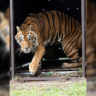 Tigers Trapped In Train Carriage Flown to South Africa Sanctuary