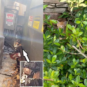 'Cat Cop' Rescues Ram and Bengal from Dumpster Super Bowl Sunday