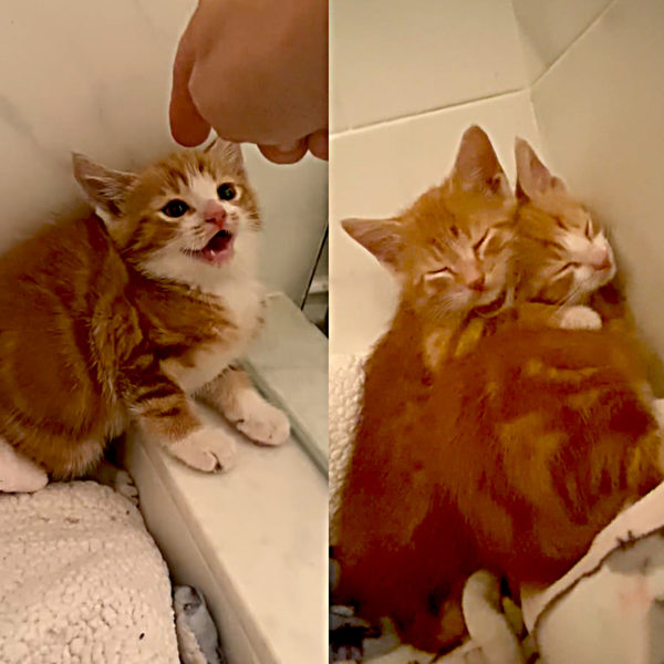 'Cat Cop' Rescues Ram and Bengal from Dumpster Super Bowl Sunday