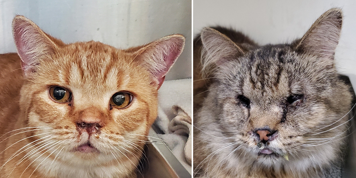 Rescuers in MA Help in Hoarding Case of 91 Kitties with $10K in Vet Bills