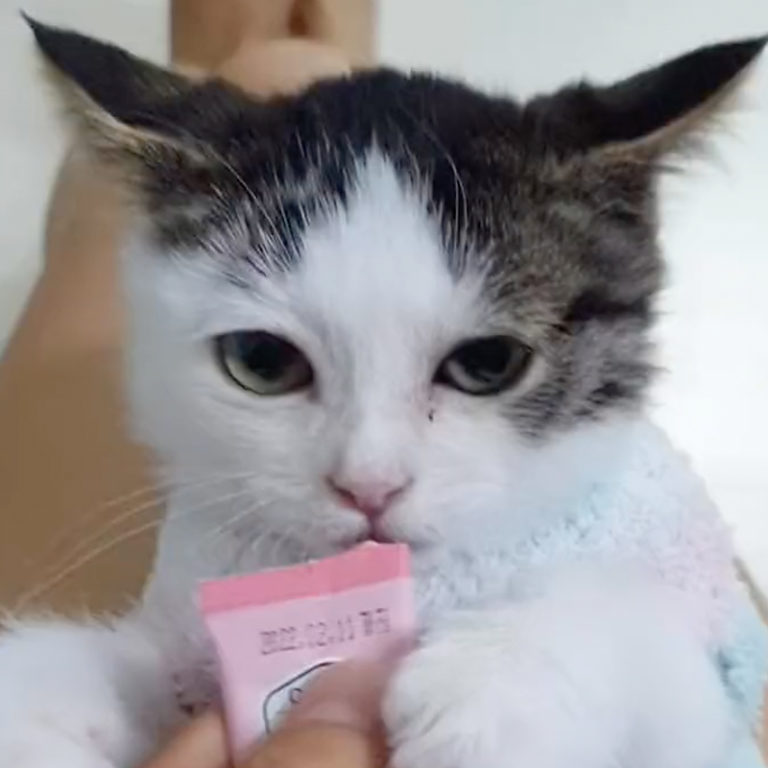 Hoseob Kim's Antics and Sounds Blurs Line Between Real Cat and Anime