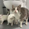 Mama Coco, Kitten Chanel Survived Eating Grass, Now Have It All Indoors