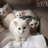 Mama Coco, Kitten Chanel Survived Eating Grass, Now Have It All Indoors