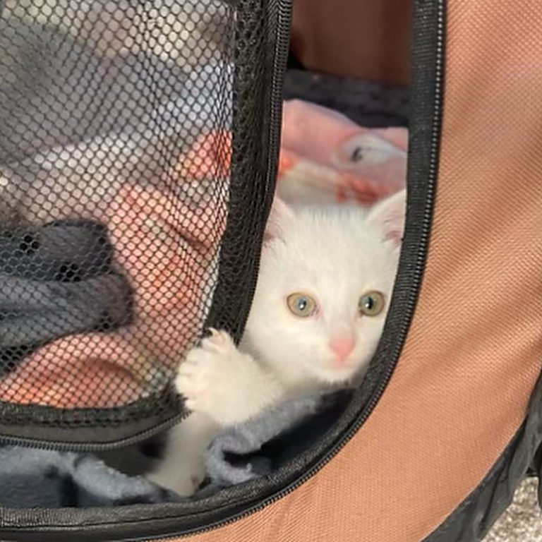 Mama Coco, Kitten Chanel Survived Eating Grass, Now Have It All Indoors