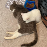 Mama Coco, Kitten Chanel Survived Eating Grass, Now Have It All Indoors