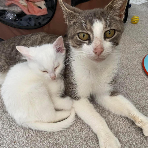 Mama Coco, Kitten Chanel Survived Eating Grass, Now Have It All Indoors