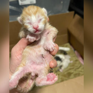 Polydactyl Kittens with Extra Toe Beans Born in Foster Care with Artist