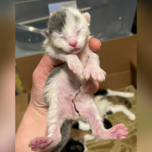 Polydactyl Kittens with Extra Toe Beans Born in Foster Care with Artist