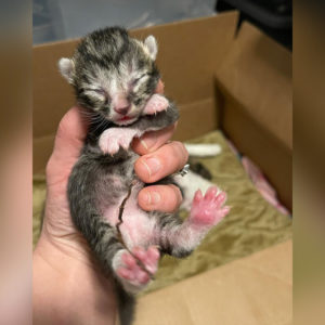 Polydactyl Kittens with Extra Toe Beans Born in Foster Care with Artist