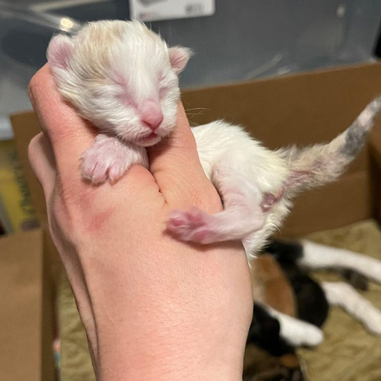 Polydactyl Kittens with Extra Toe Beans Born in Foster Care with Artist