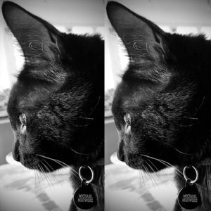 Michael Meowers Lurks in the Shadows of Halloween Movie Actor's Home