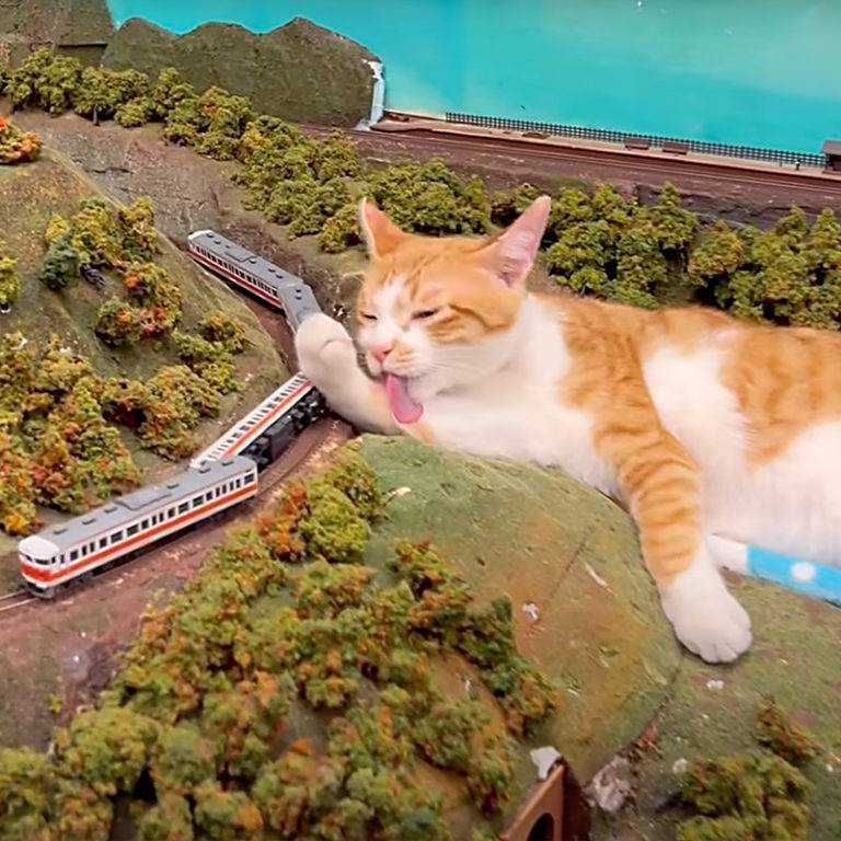 These Cats Smash Model Trains for a Living