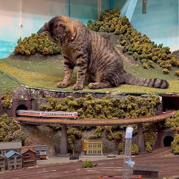 These Cats Smash Model Trains for a Living