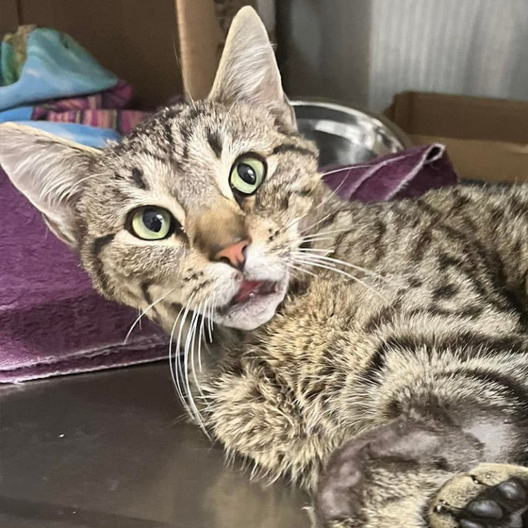 WV Rescuers Save Morgan, Cat Left with Surprised Look after Jaw Injury