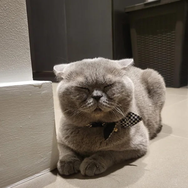 Sad Kitty Philip Went Viral Missing His Cat Dad, Now Reunited