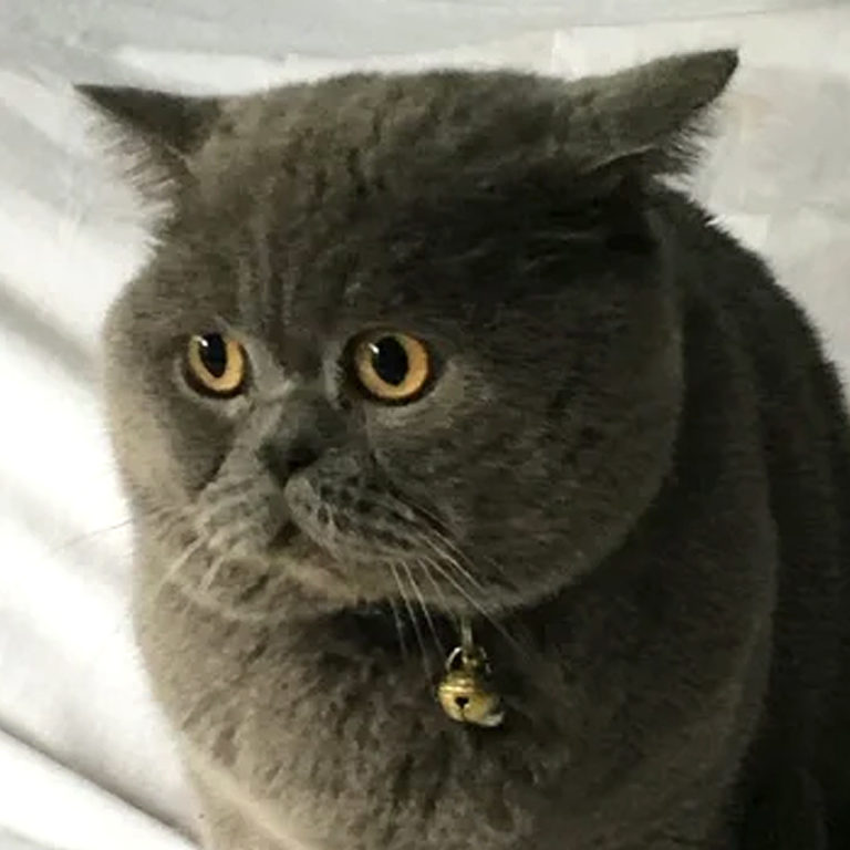 Sad Kitty Philip Went Viral Missing His Cat Dad, Now Reunited