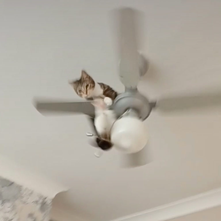 Princess the Cat Has 'Fan Club' After Leap to Turned Off Ceiling Fan