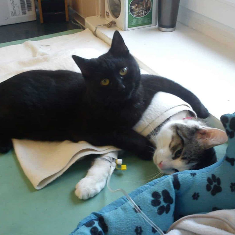 Chase the Cat Healer Helps Sammy Furrha Recover from Knee Surgery