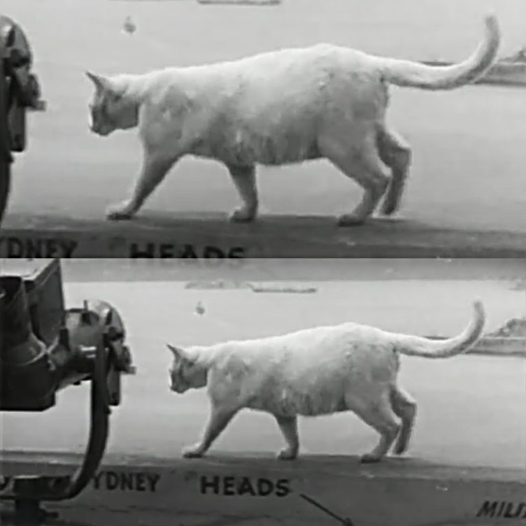Tourists Came to See White Cats of Sydney Harbour Bridge Over 20 Years