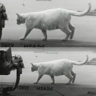 Tourists Came to See White Cats of Sydney Harbour Bridge Over 20 Years