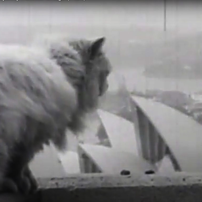Tourists Came to See White Cats of Sydney Harbour Bridge Over 20 Years