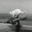 Tourists Came to See White Cats of Sydney Harbour Bridge Over 20 Years