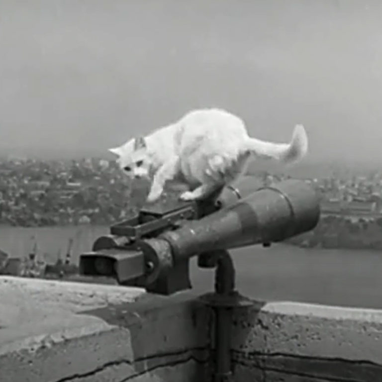 Tourists Came to See White Cats of Sydney Harbour Bridge Over 20 Years