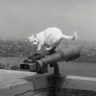 Tourists Came to See White Cats of Sydney Harbour Bridge Over 20 Years
