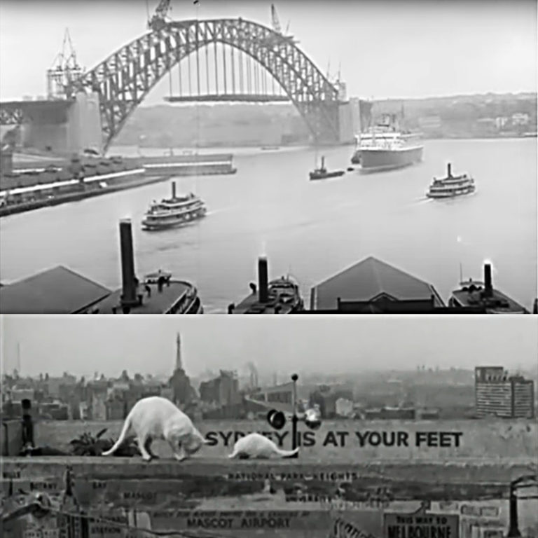 Tourists Came to See White Cats of Sydney Harbour Bridge Over 20 Years