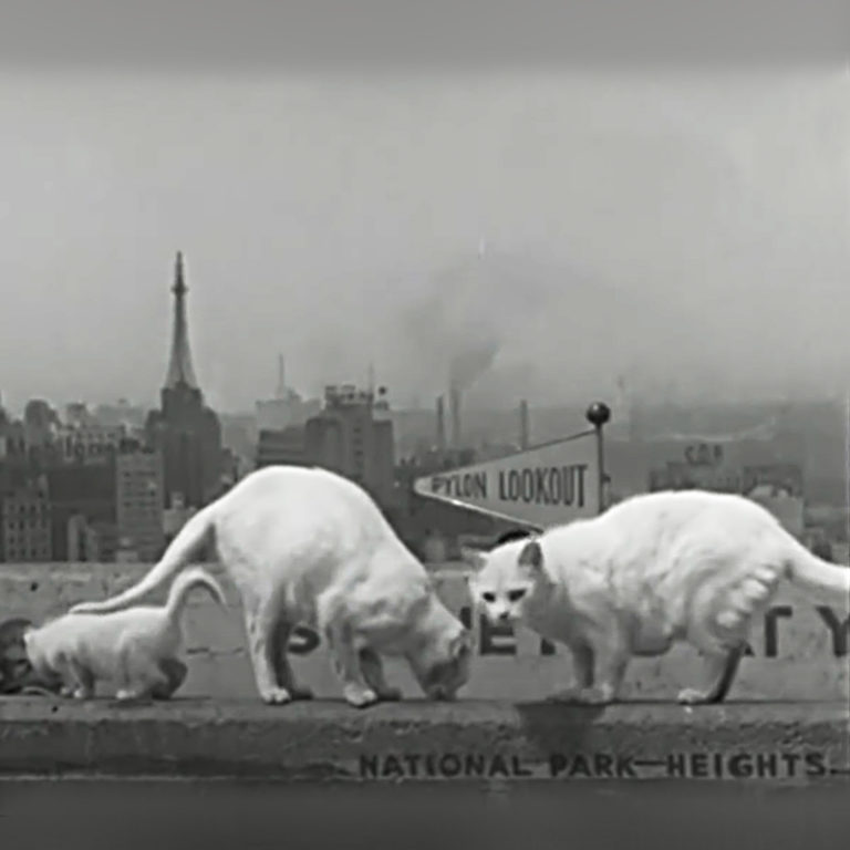 Tourists Came to See White Cats of Sydney Harbour Bridge Over 20 Years
