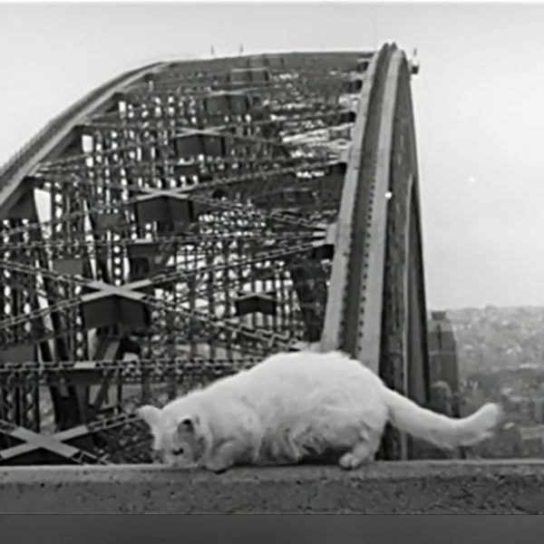 Tourists Came to See White Cats of Sydney Harbour Bridge Over 20 Years