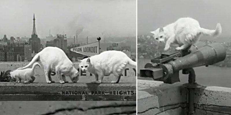 Tourists Came to See White Cats of Sydney Harbour Bridge Over 20 Years