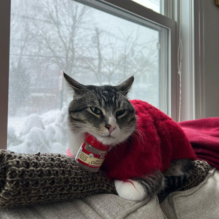 Winston Naughty Paws: The Story Of a Cat...and His Cinnamon Bottle