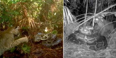 Florida Bobcat and Python Fight at Nest in First-Time Documented Video