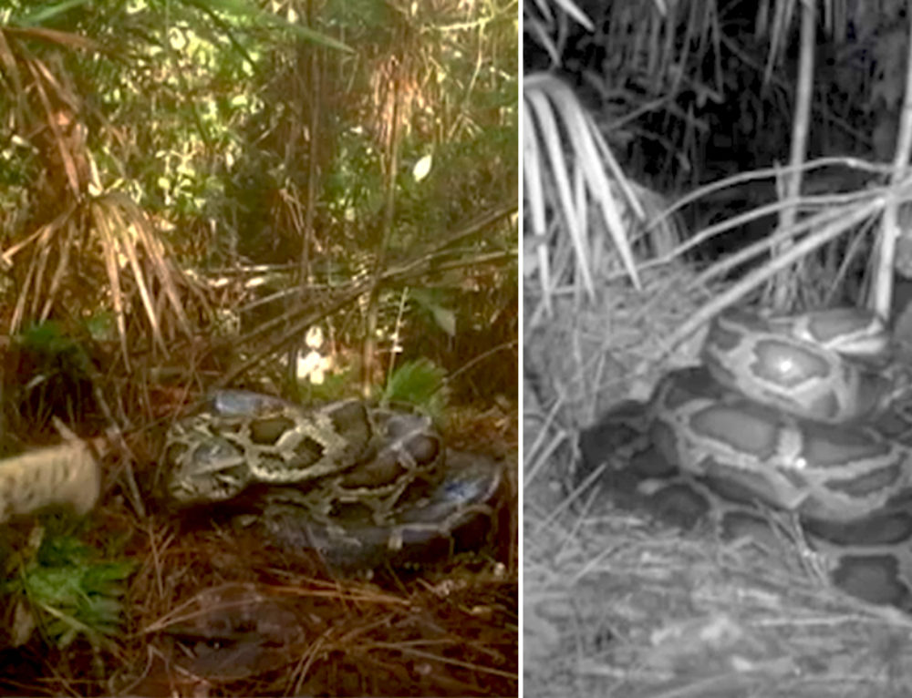 25 Interesting Facts About Cats You May Not Have Known - Cole & Marmalade