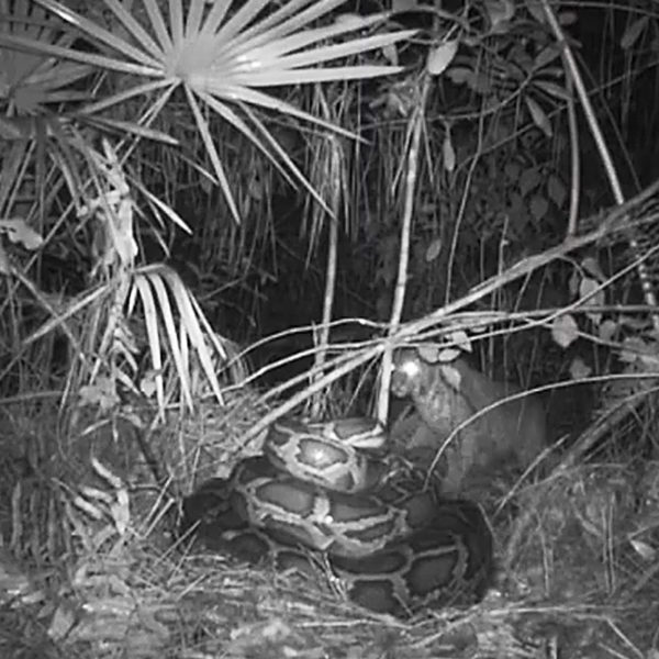Florida Bobcat and Python Fight at Nest in First-Time Documented Video