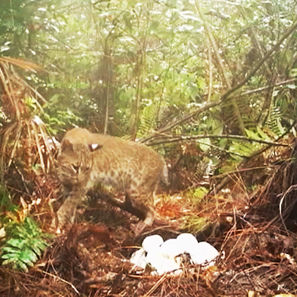 Florida Bobcat and Python Fight at Nest in First-Time Documented Video