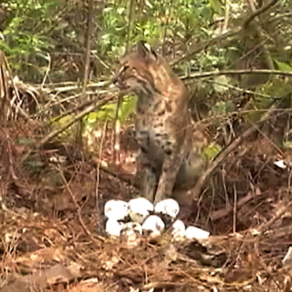 Florida Bobcat and Python Fight at Nest in First-Time Documented Video