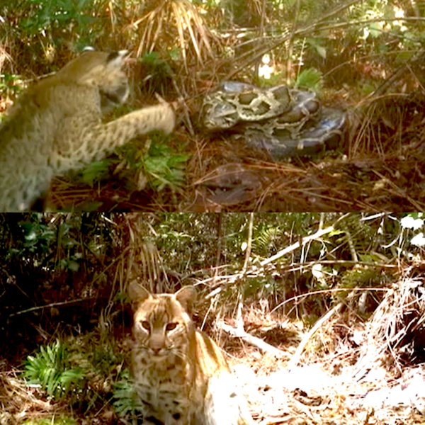 Florida Bobcat and Python Fight at Nest in First-Time Documented Video