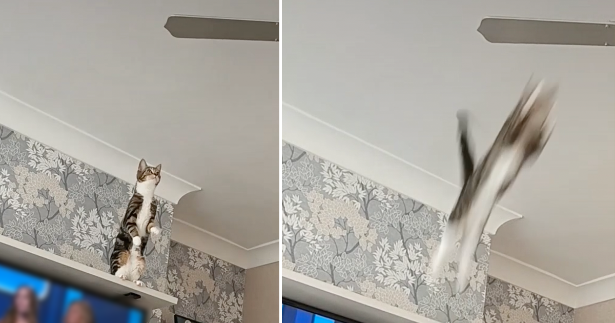 Princess the Cat Has 'Fan Club' After Leap to Turned Off Ceiling Fan