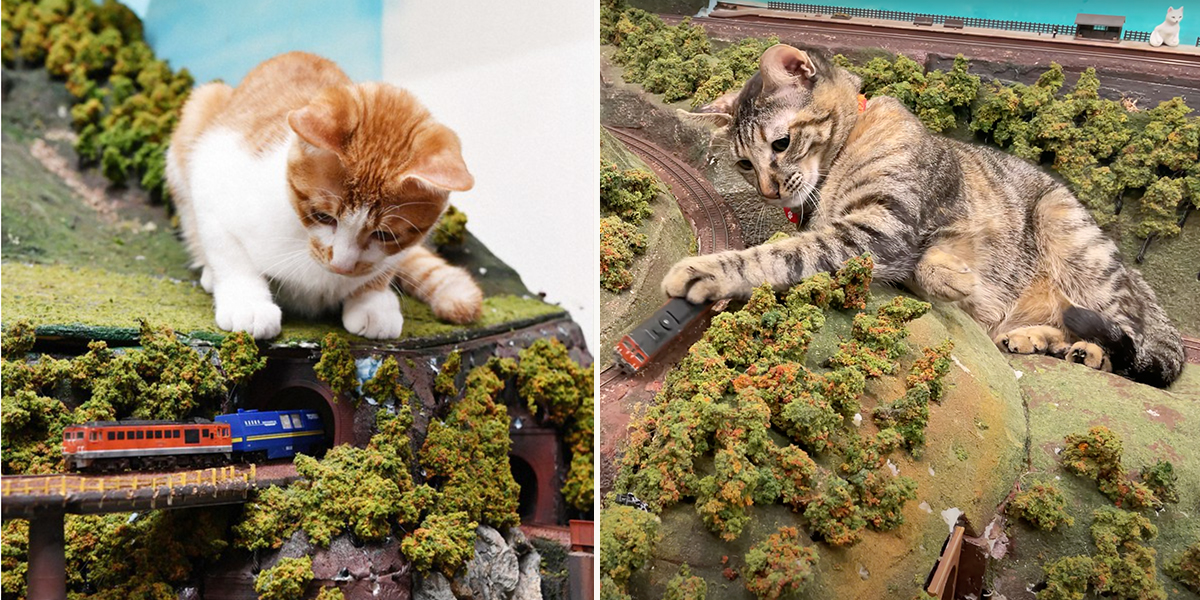 These Cats Smash Model Trains for a Living