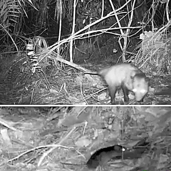 Florida Bobcat and Python Fight at Nest in First-Time Documented Video