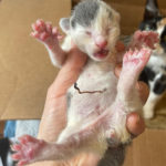 Polydactyl Kittens with Extra Toe Beans Born in Foster Care with Artist