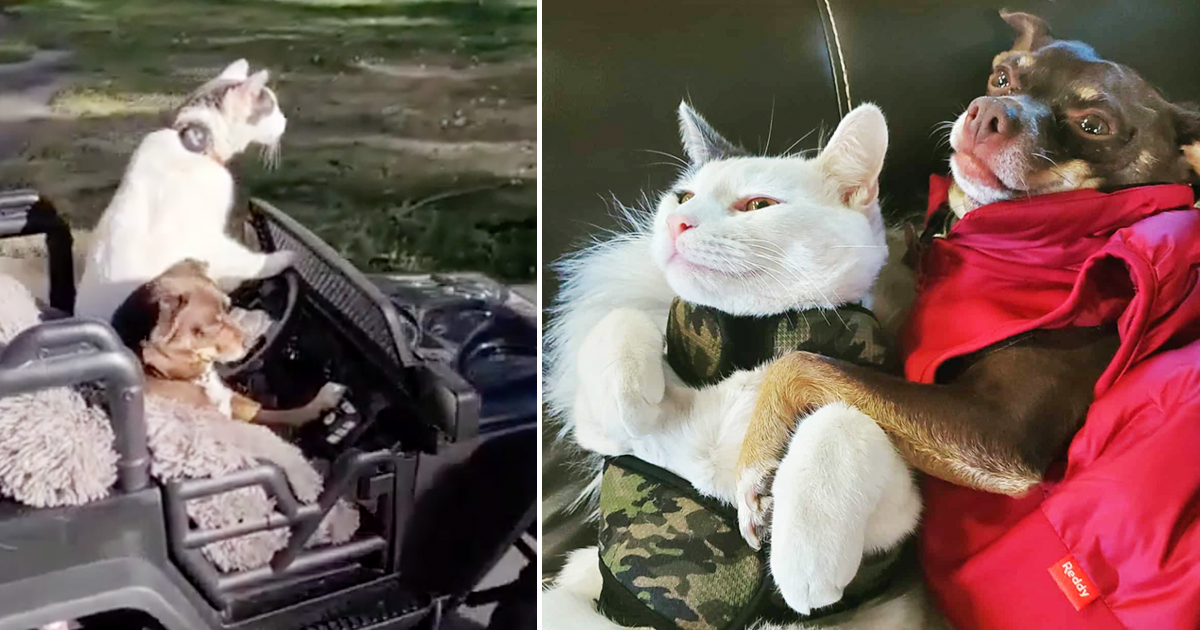 Cute Cat Louie And Nachos the Dog - Fast And Furry-ous Driving Tiny Car